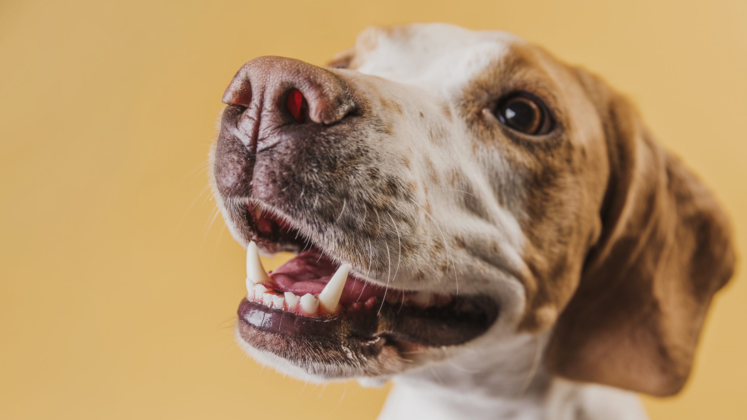 Consejos para cuidar los dientes de tu perro | Pelayo