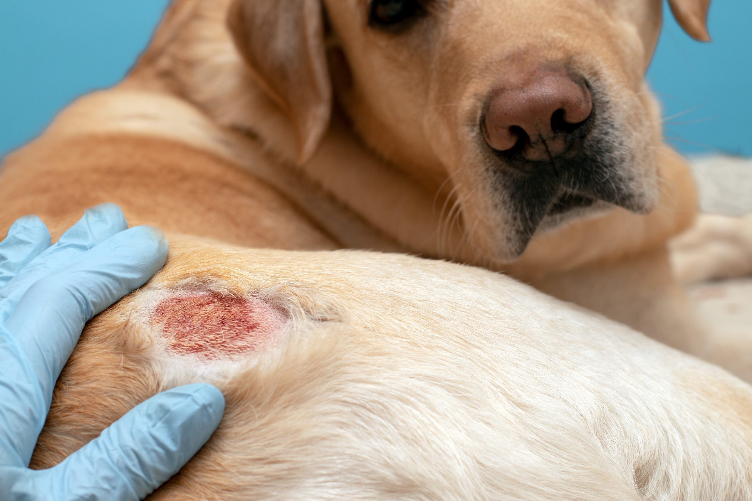 Cómo tratar la dermatitis en perros: tipos y cuidados | Pelayo